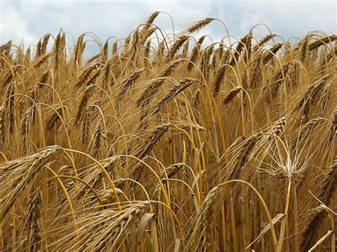 Fotoserie So erkennst du Getreidesorten auf dem Feld ökoLeo
