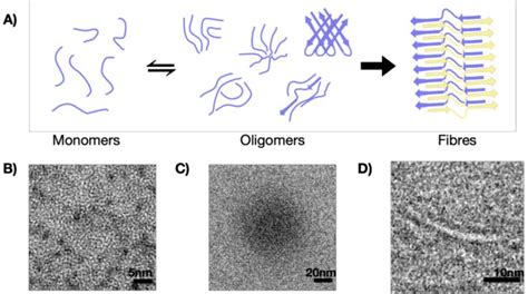 A The Aggregation Pathway Of Amyloid Beta Peptide Monomers Into