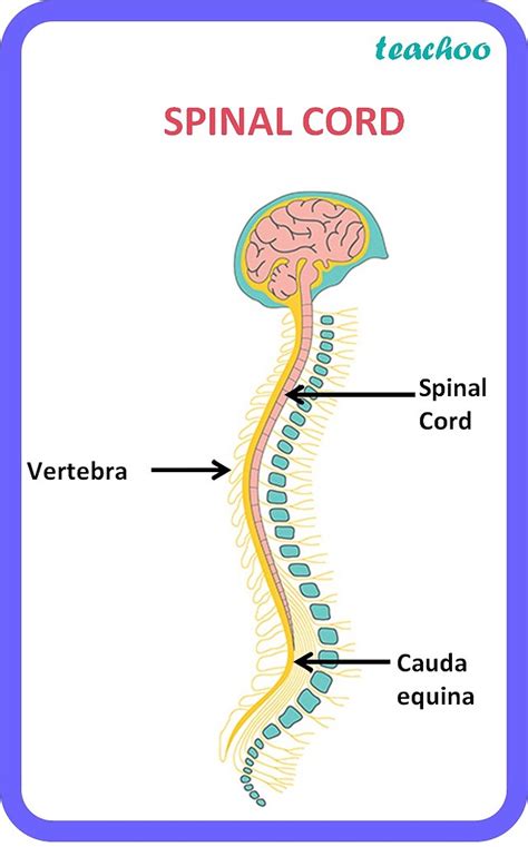 Biology Class 10 Spinal Cord Structure Function Diagram