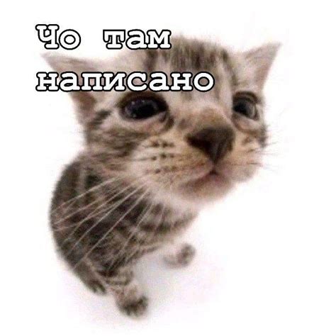Парные авы с котиками Memes Sanrio Mems