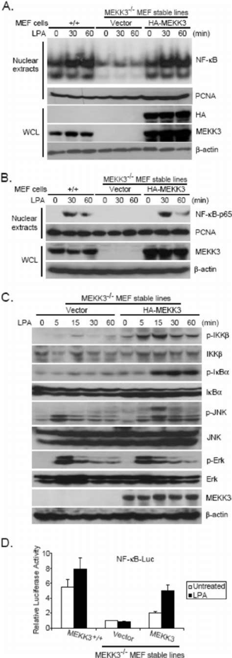 MEKK3 is required for LPA induced IKK NF κ B activation Download
