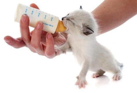 Cómo Alimentar a un Gato Bebé Correctamente Todo lo que Debes Saber