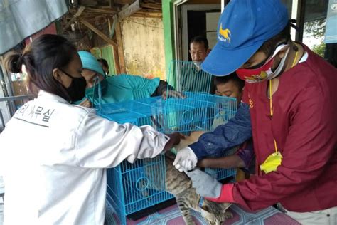 Jakarta Utara Gelar Vaksin Rabies Hewan Peliharaan ANTARA News