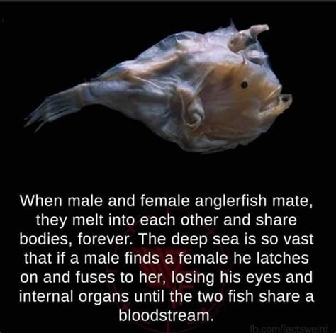 Dafuq 9GAG