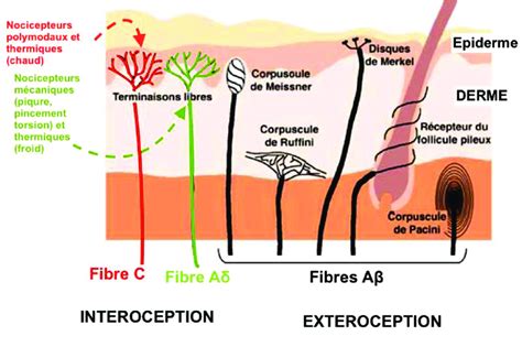 Fibres nerveuses cutanées les fibres Aδ peu myélinisées et C non