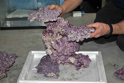 Live Rock Aquascaping Ideas