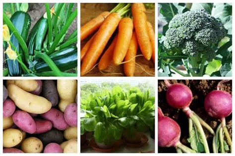 The 14 Easiest Vegetables To Grow Ideal Me