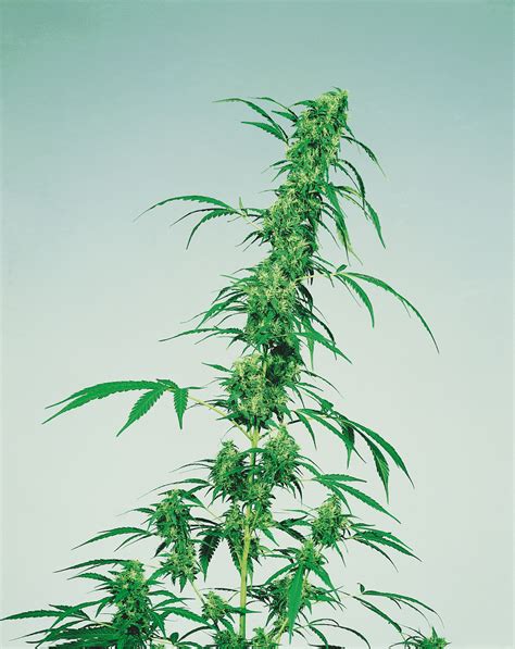 Cannabis Sativa Hash Marihuana Hemp Museum