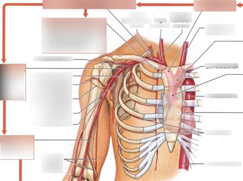 Arteries Of The Chest Diagram Quizlet