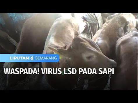 Waspada Virus Lsd Pada Sapi Liputan Semarang Youtube