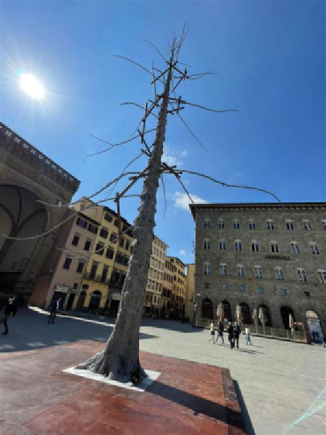 LAlbero Del Paradiso In Piazza Signoria A Gigantic Fir Flickr