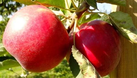 Aprende Cómo Cultivar Manzanas En Pasos Beneficios Y Mucho Más