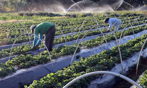 Agricultura sustentável O que é sustentabilidade benefícios Brasil