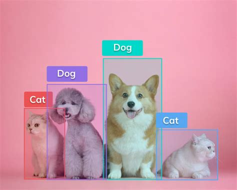 make advanced object detection app and develop custom model with yolo by mrvirk007 fiverr