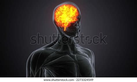 3d Illustration Human Body Brain Anatomy Stock Illustration 2273324549