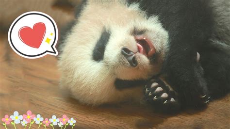 Panda ThemeOn World Sleeping Day Let Pandas Teach You How To Sleep