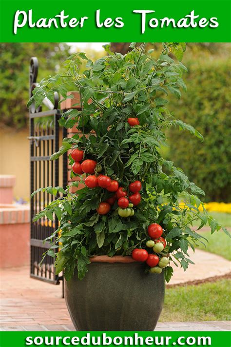 Voici 17 Légumes Les Plus Faciles à Faire Pousser En Pot Growing