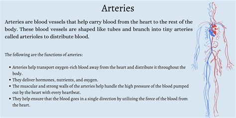 Blood Vessels Circulatory Anatomy 58 OFF