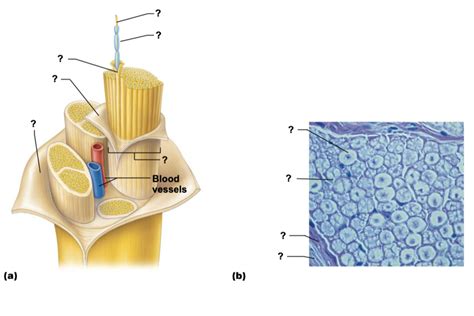 Structure Of A Nerve Showing Connective Tissue Wrappings Diagram Quizlet