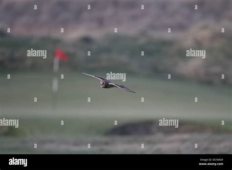 Short Eared Owl Asio Flammeus Flying Over Golf Green Stock Photo Alamy
