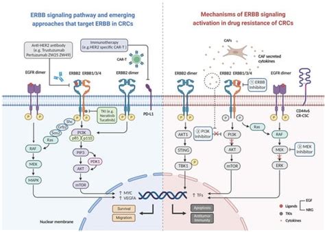 Molecular Biology Of The Erbb Signaling Pathway Encyclopedia Mdpi