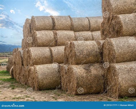 Stacked Straw Bales In The Field Stock Image Image Of Round Bundle 291517771