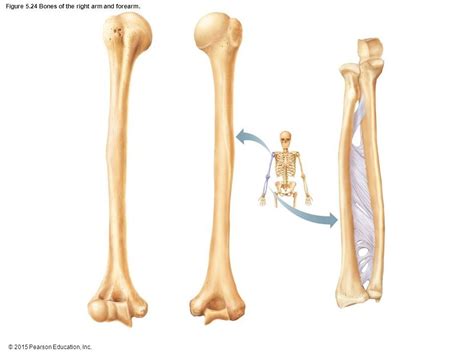 Right Arm And Forearm Humerus Diagram Quizlet