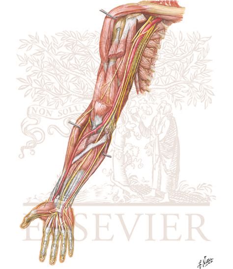 Arteries And Nerves Of Upper Limb Anterior View