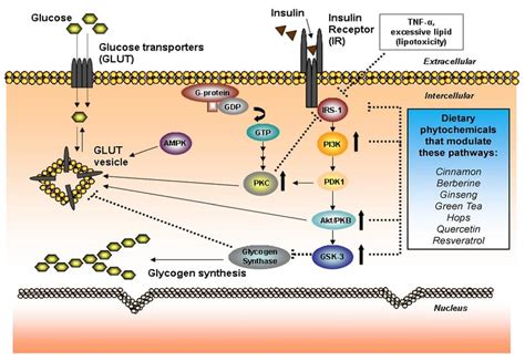 Insulin Secretion Pathway