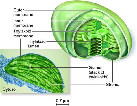 Chlorophyll Diagram