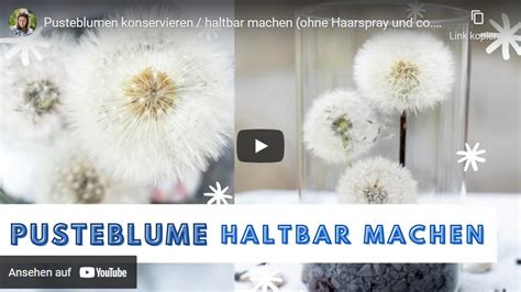 Pusteblume Haltbar Machen Konservieren Im Glas