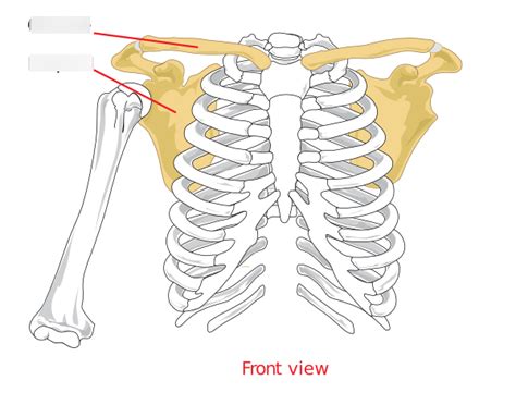Bones Of The Pectoral Girdle Diagram Quizlet