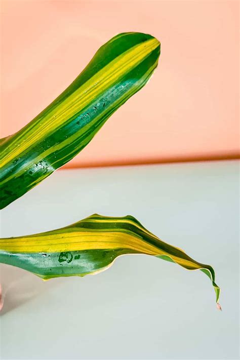 Dracaena Stripe Cubo Indoor Plants Plantshop Me