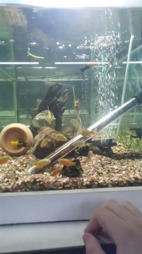 Derp Kraken On Twitter Bunch Of Dumbass Fish