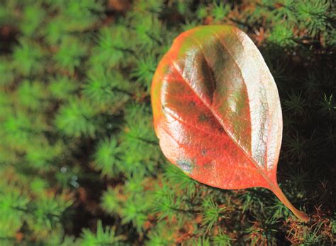 Fotos Gratis Rbol Naturaleza Bosque C Sped Rama Planta Hoja