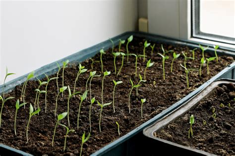 Cómo germinar semillas en papel Huerto en casa