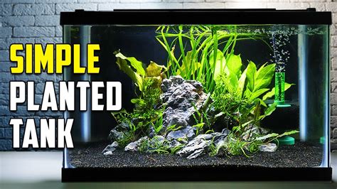 How To Build A Beautiful Planted Tank For Fish Easy HousePetsCare