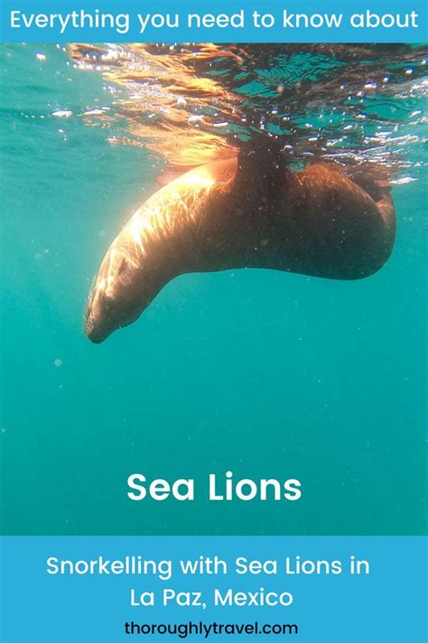 Everything You Need To Know About Swimming With Whale Sharks In La Paz