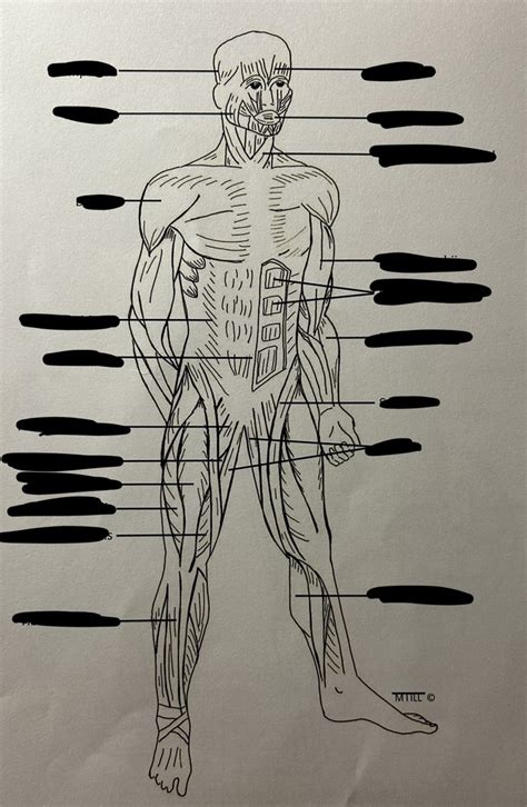 Human Skeletal Muscles Anterior View Diagram Quizlet