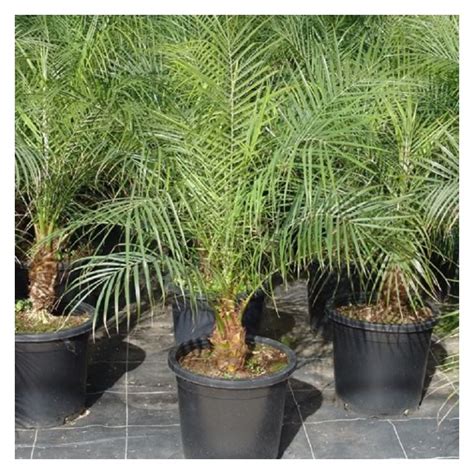Palmera Robeleni Enana Phoenix Roebelenii Plantas Mallorca