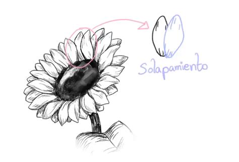 Rose Drawing Tutorial Tumblr