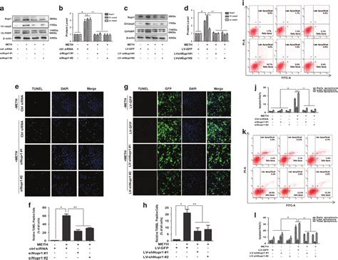 Nupr1 Is Necessary For METH Induced Apoptosis In HUVECs And CMECs A
