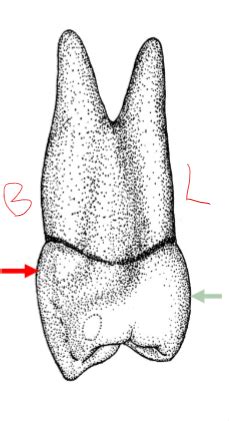 Mandibular Premolars Flashcards Quizlet