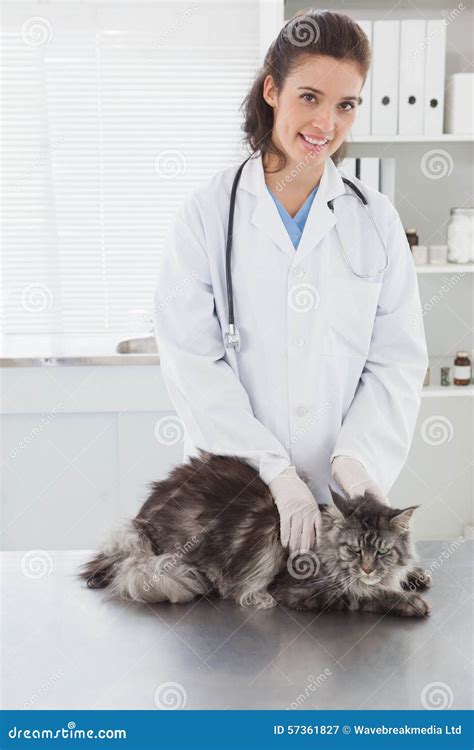 Weterynarz Egzamininuje Pięknego Maine Coon Obraz Stock Obraz