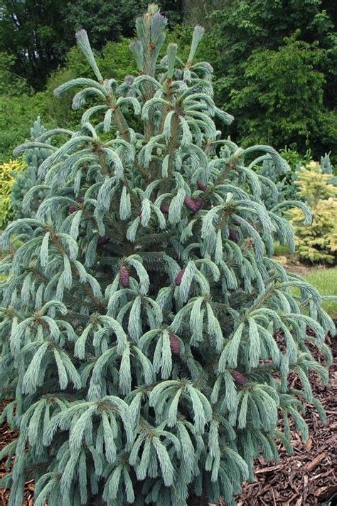 Buy Blue Magoo Engelmann Spruce Tree FREE SHIPPING Wilson Bros