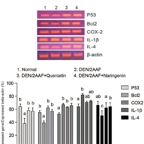 The MRNA Expression Of P53 Bcl2 COX 2 IL 1b And IL 4 By RT PCR For
