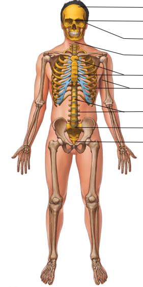 Biol Ch Diagram Quizlet