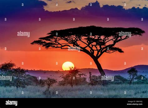 Beautiful Scenery Of A Tree In The Savanna Plains During Sunset