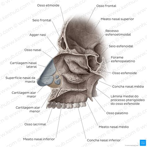 Parede Lateral Da Cavidade Nasal Anatomia Kenhub