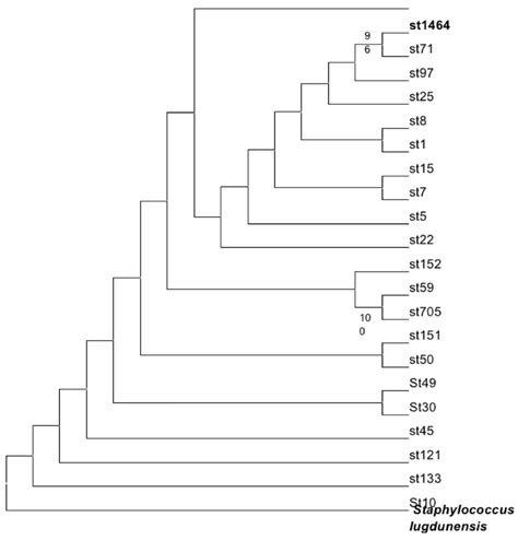 maximum likelihood tree based on in silico multilocus sequence typing download scientific